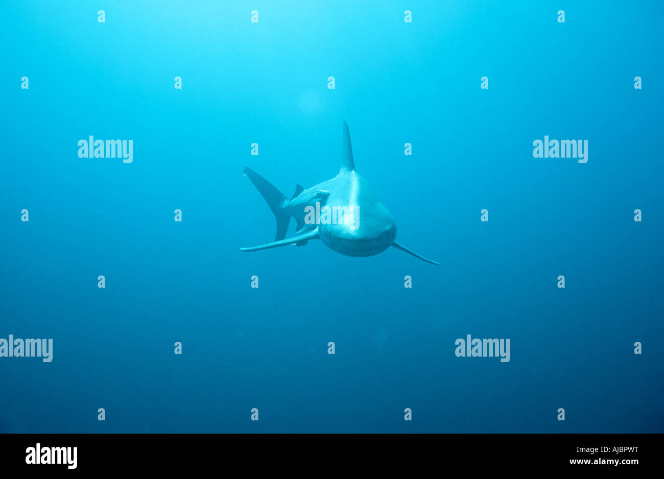 Front View of a Tiger Shark (Galeocerdo cuvieri Stock Photo - Alamy