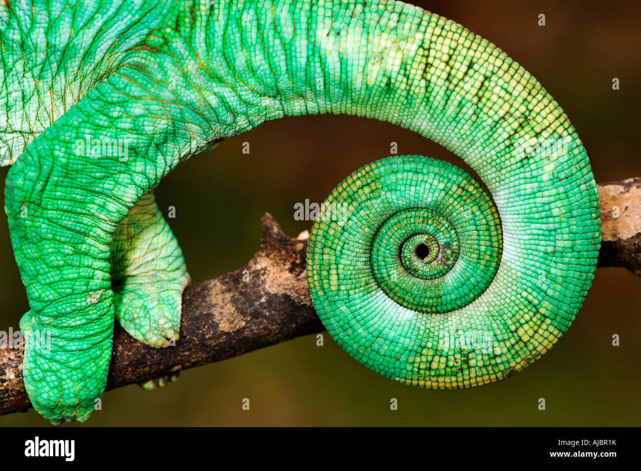 Spiral tail hi-res stock photography and images - Alamy