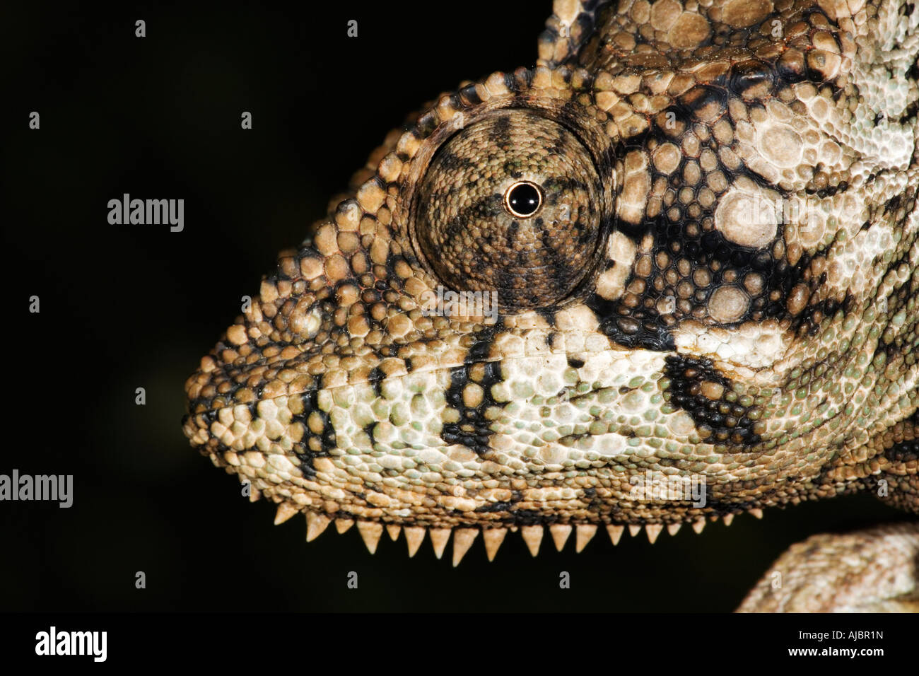 Close-up of Malagasy's Giant Chameleon - Side Profile Stock Photo - Alamy