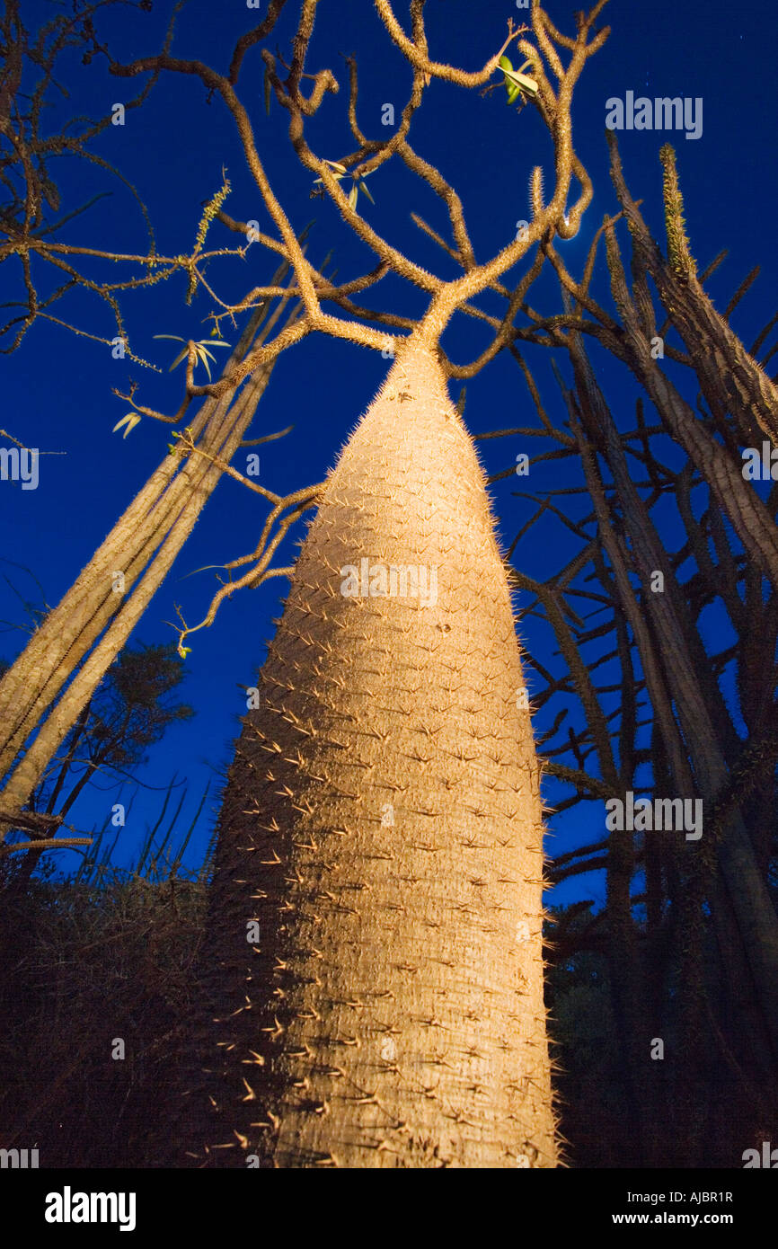 Upward View of a Spiny Tree Stock Photo - Alamy