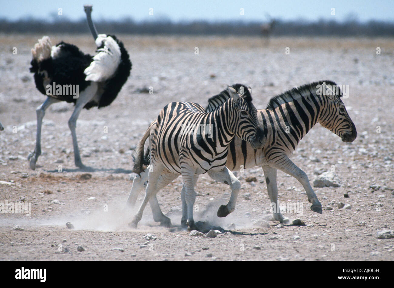 Zebra ostrich group animals hi-res stock photography and images - Alamy