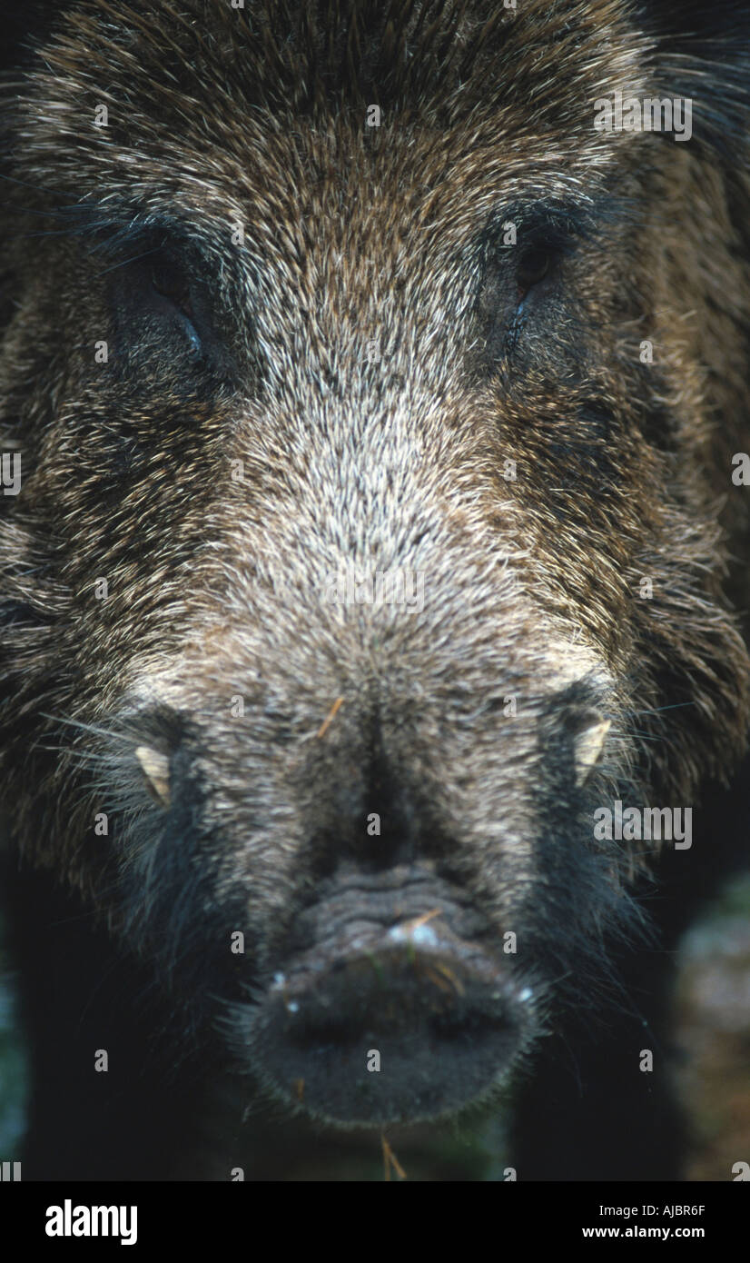 wild boar, pig (Sus scrofa), male, portrait, Germany, Schleswig ...