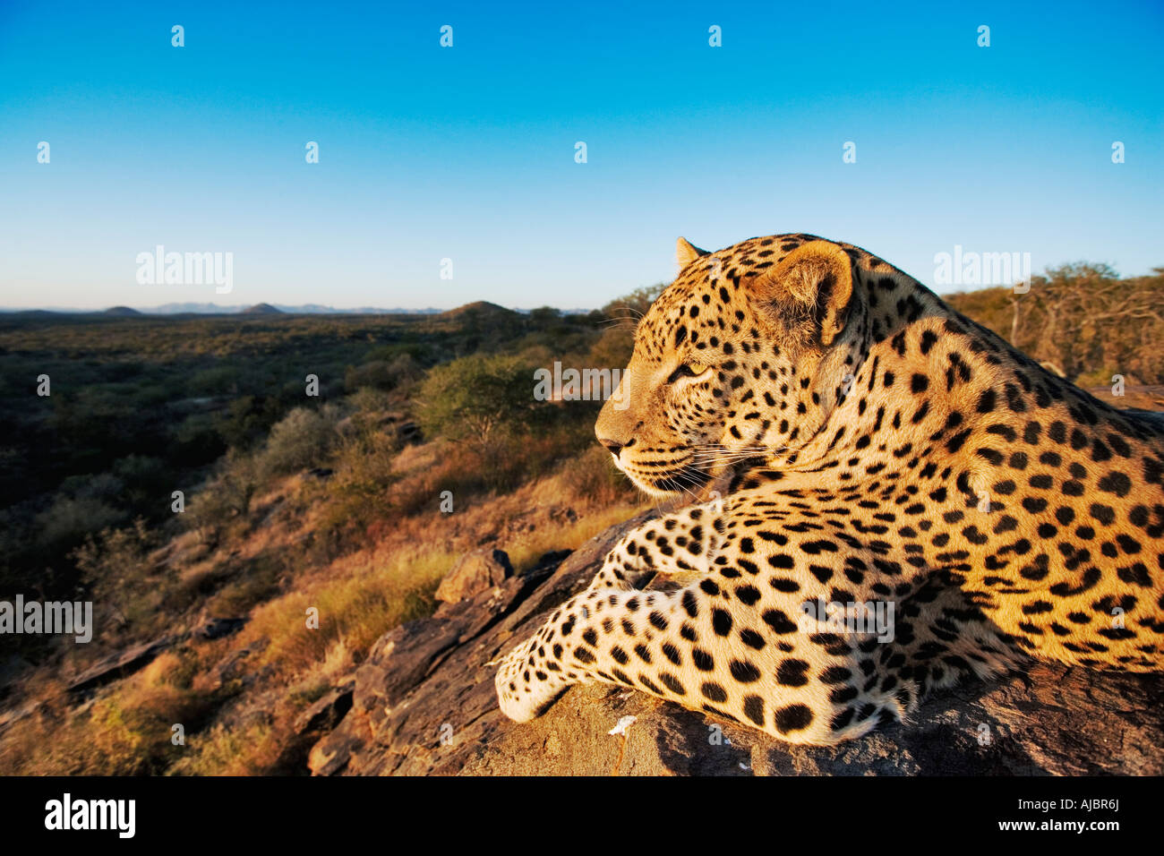 Leopard (Panthera pardus) Lying on Rock Stock Photo - Alamy