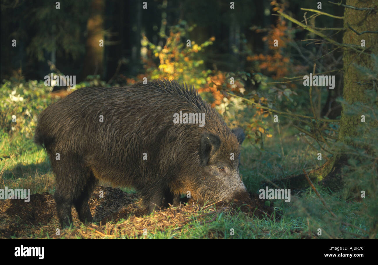 Wild pig alberta hi-res stock photography and images - Alamy