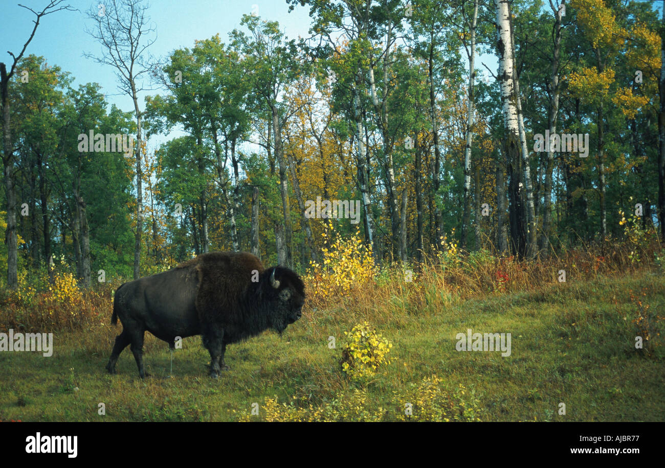 American bison, buffalo (Bison bison), bull in autumn landscape, Canada ...