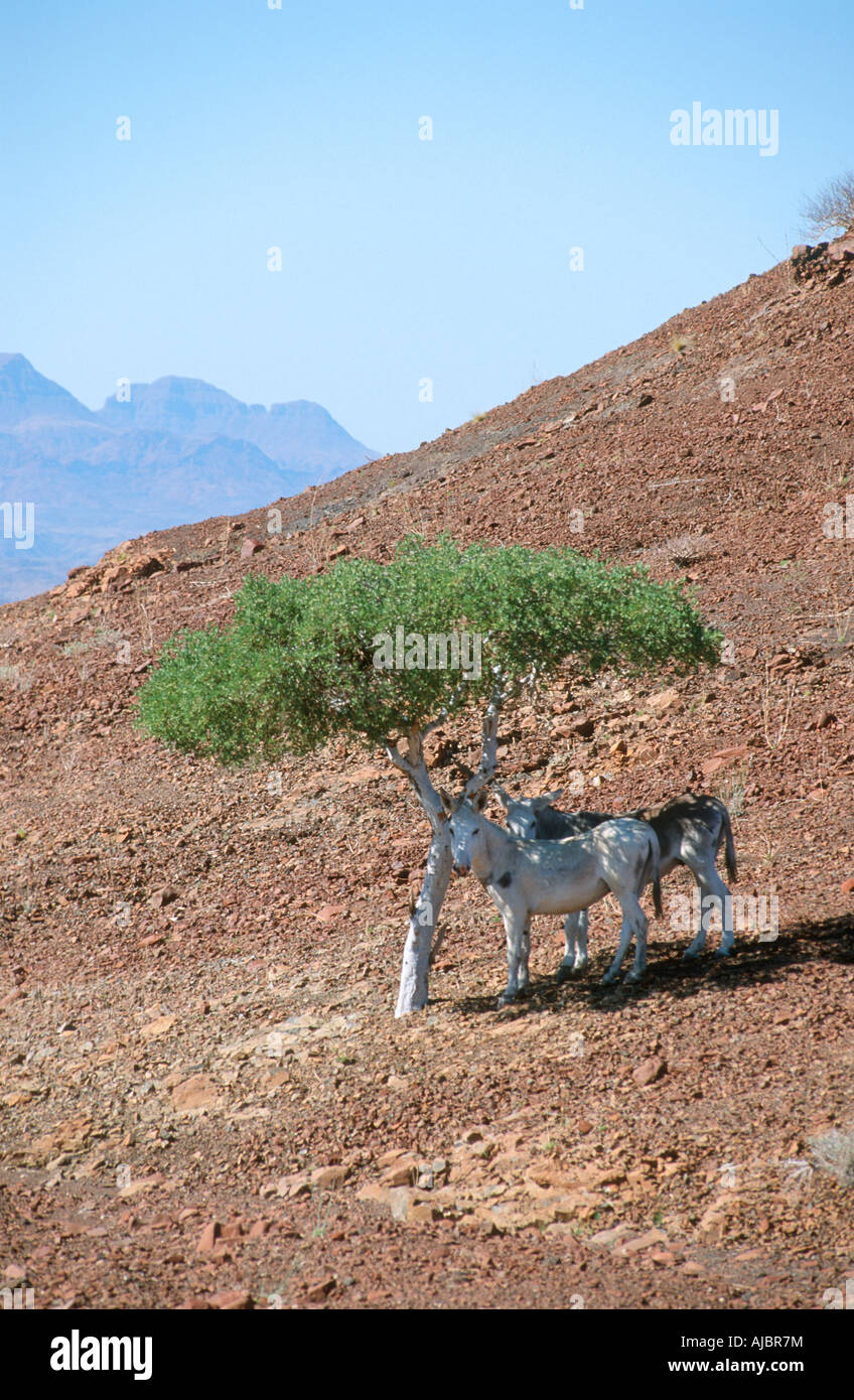 Damaraland Donkey's Hiding from the Midday Sun Stock Photo - Alamy
