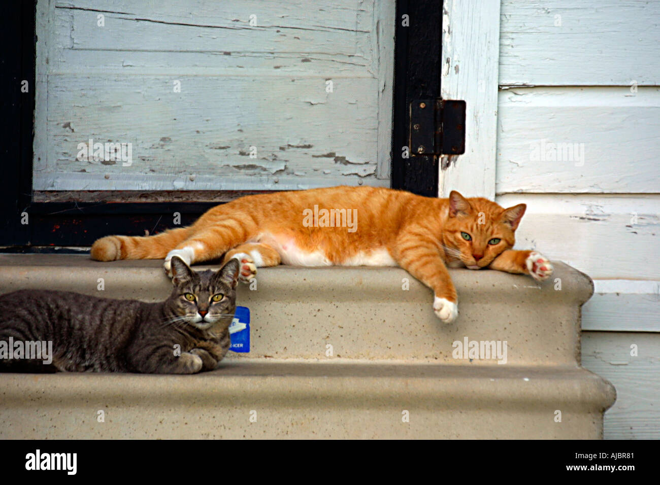 Two Old Tom Cats Resting On Old Homes Steps Stock Photo - Alamy