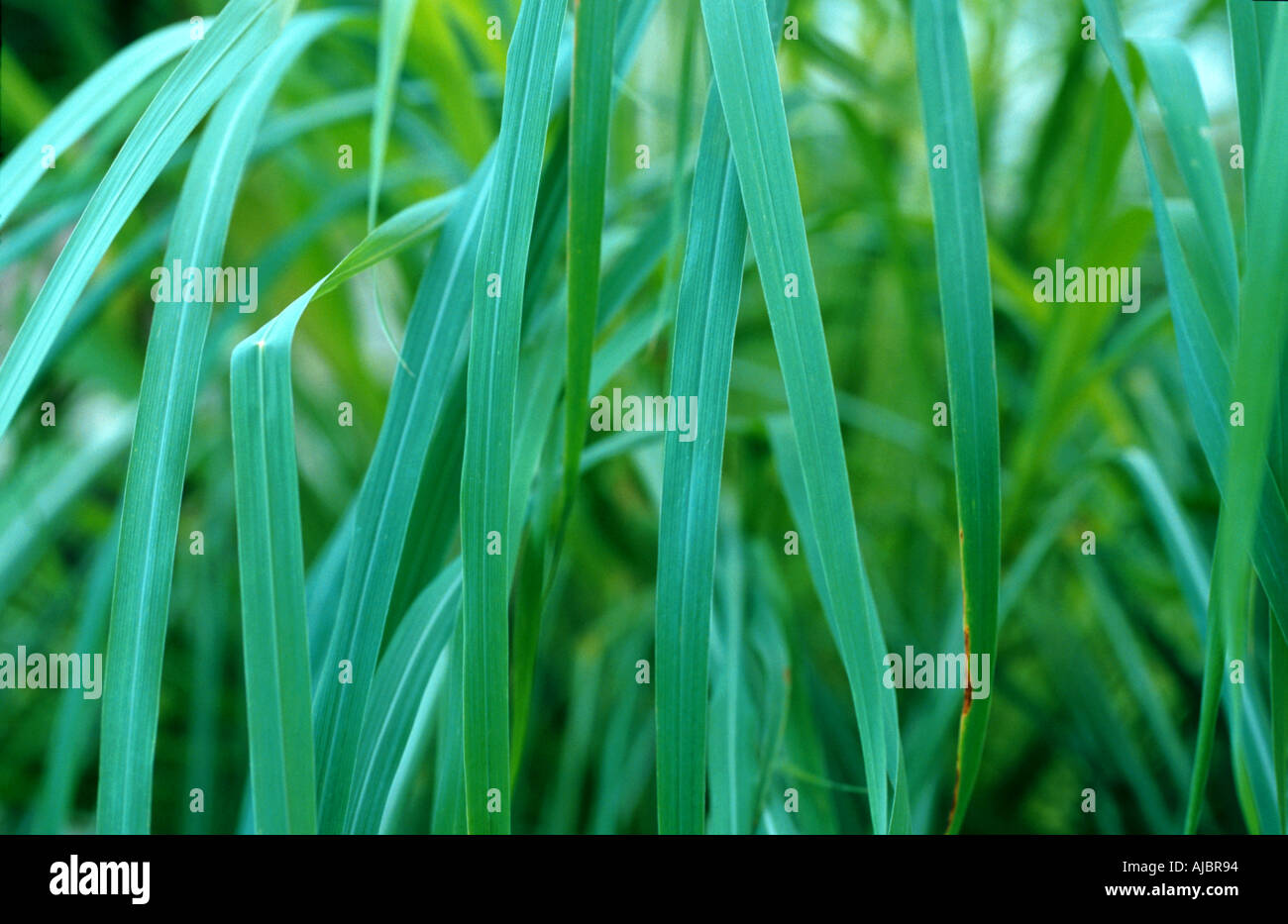 lemon grass (Cymbopogon citratus), leaves Stock Photo - Alamy