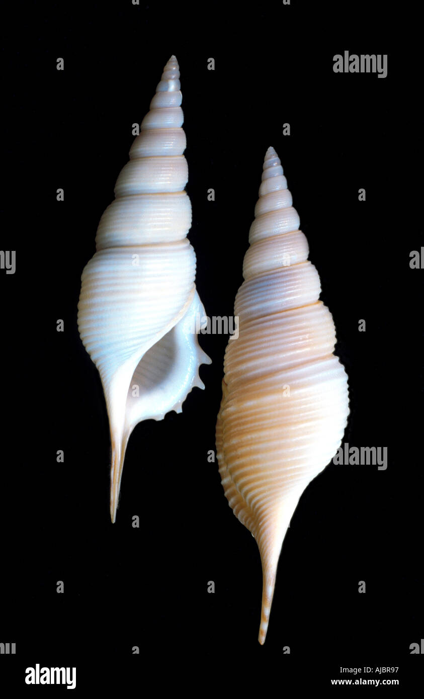 Two snail shells hi-res stock photography and images - Alamy