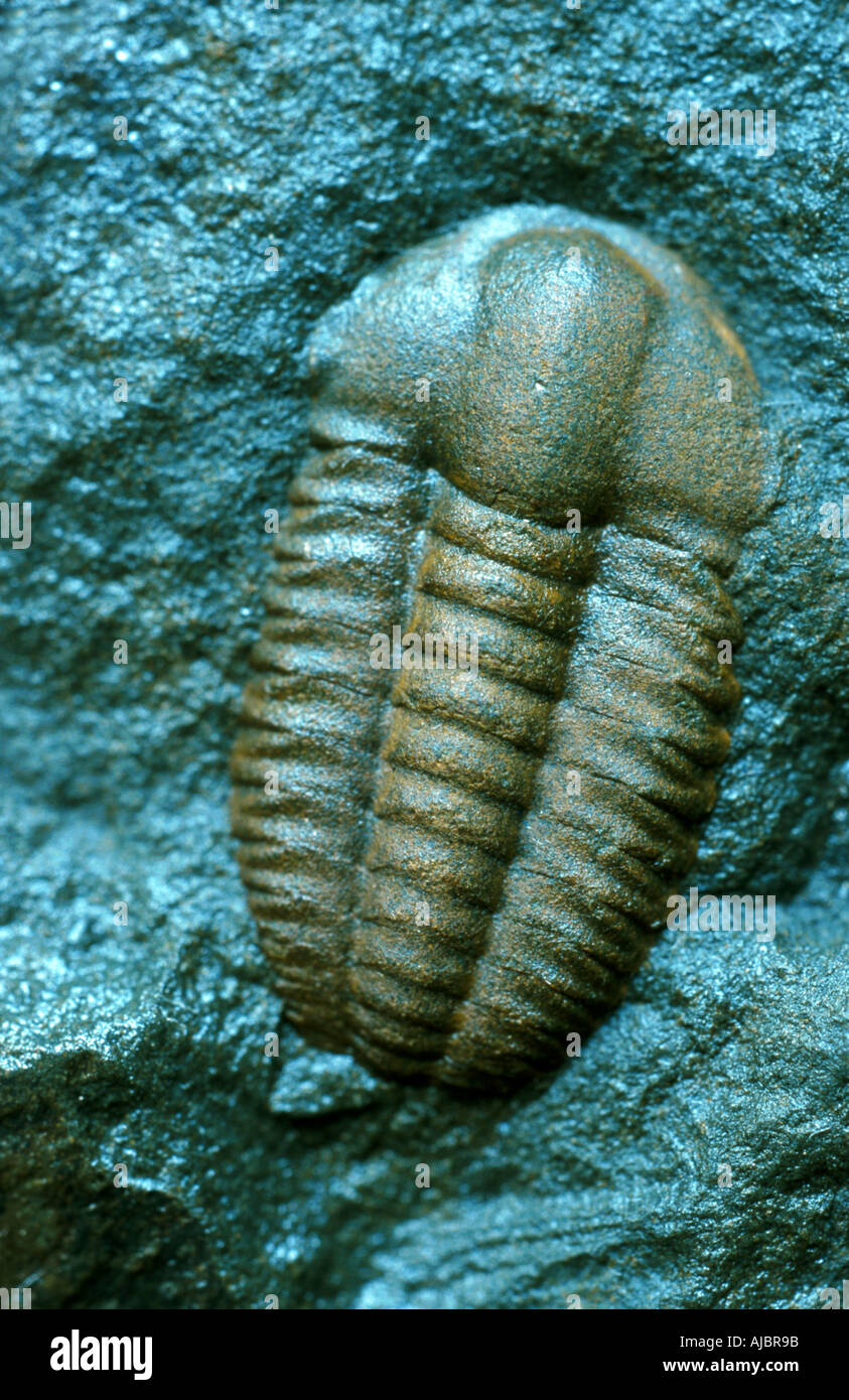 Trilobita hi-res stock photography and images - Alamy