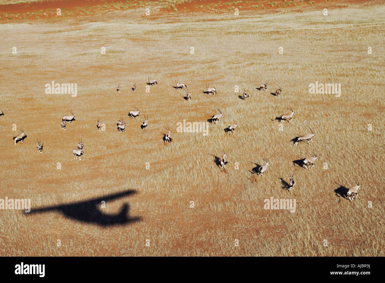 Southern oryx gemsbok in hi-res stock photography and images - Alamy