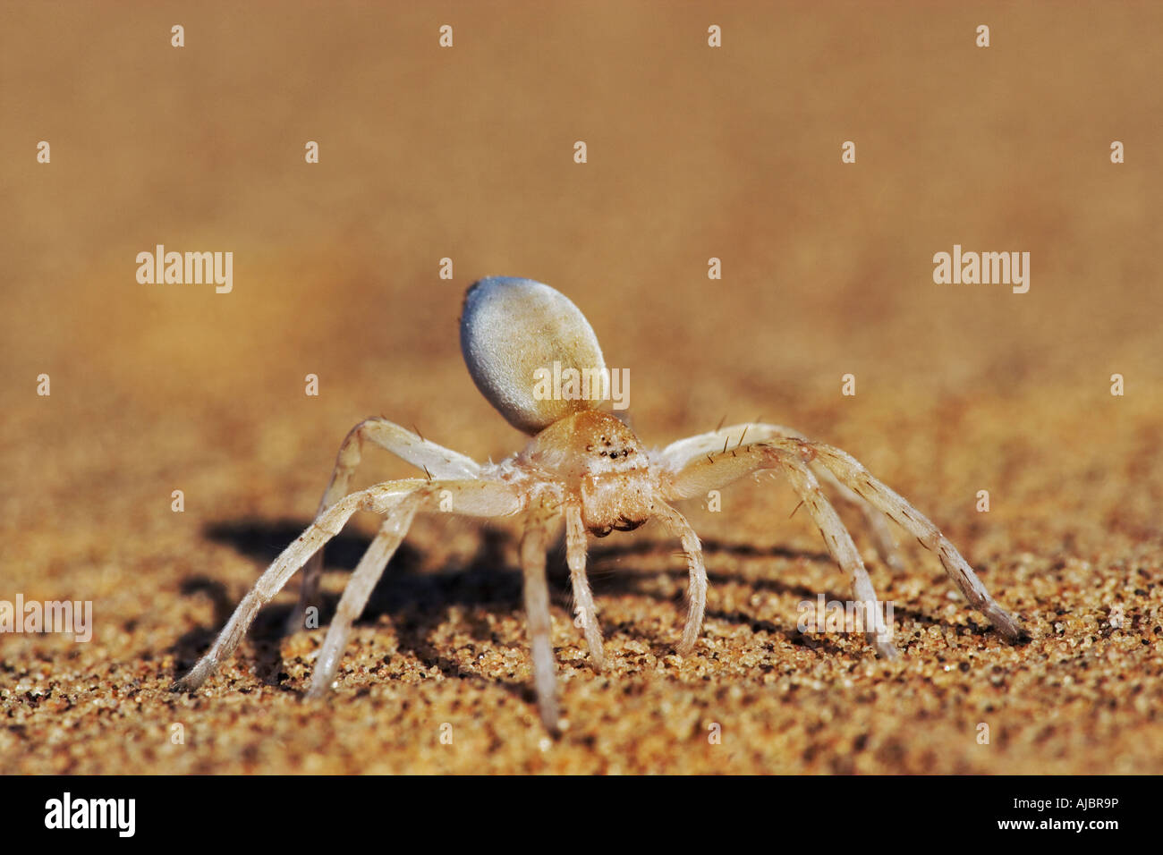 Spider on Sand - Close-up Stock Photo - Alamy