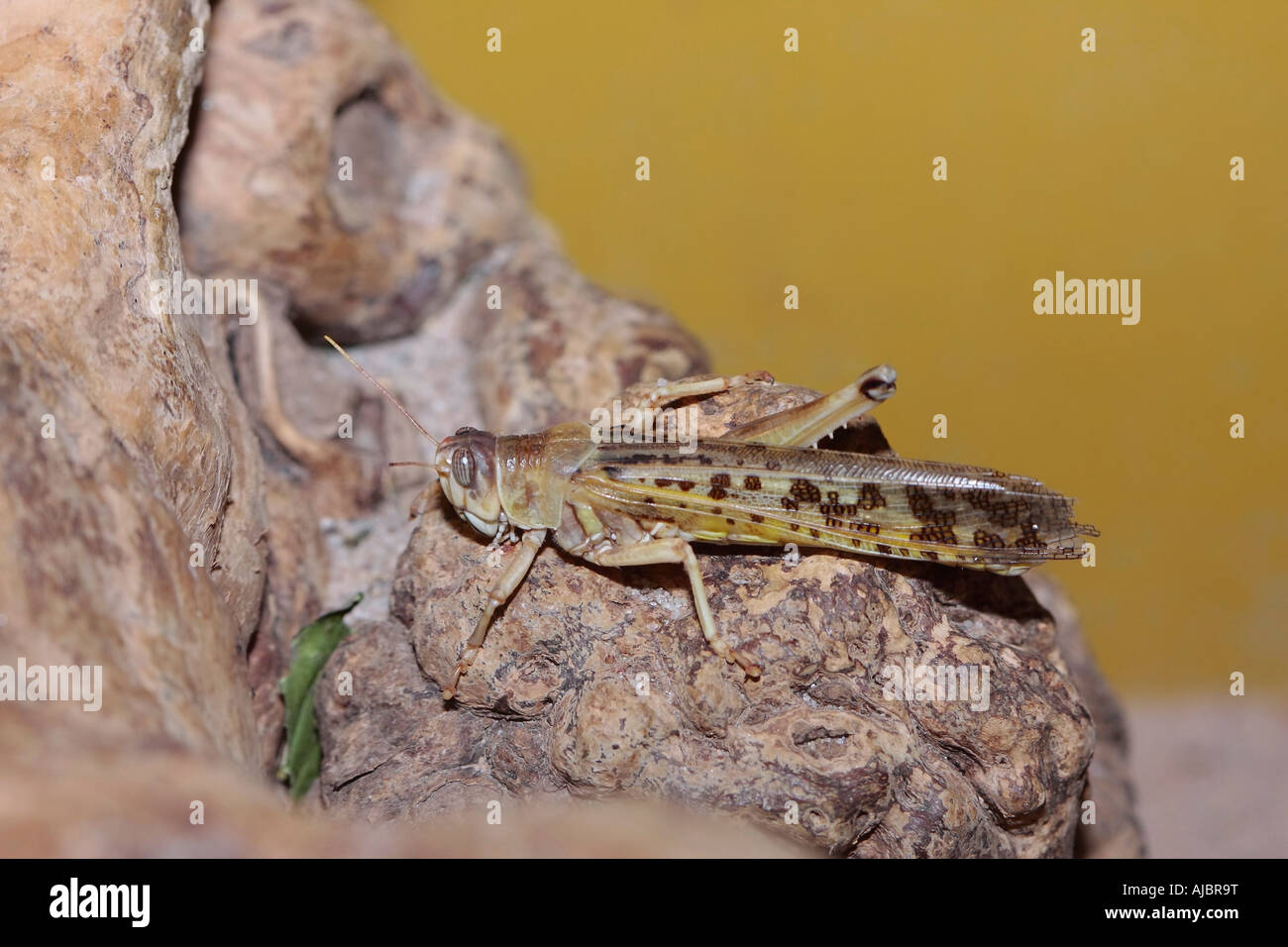 Desert Locust (Schistocerca gregaria) on rock Stock Photo - Alamy