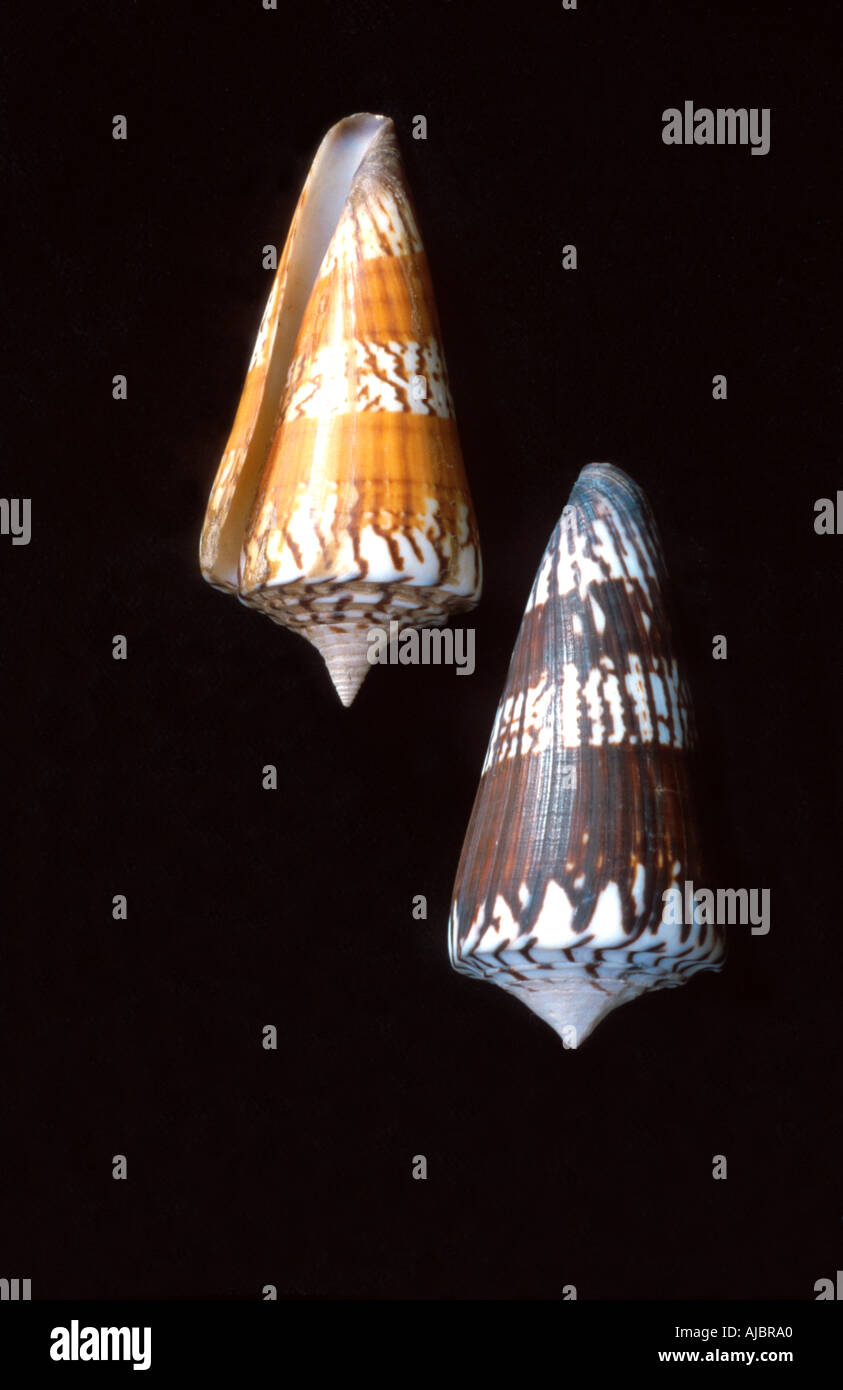 General cone shell hi-res stock photography and images - Alamy