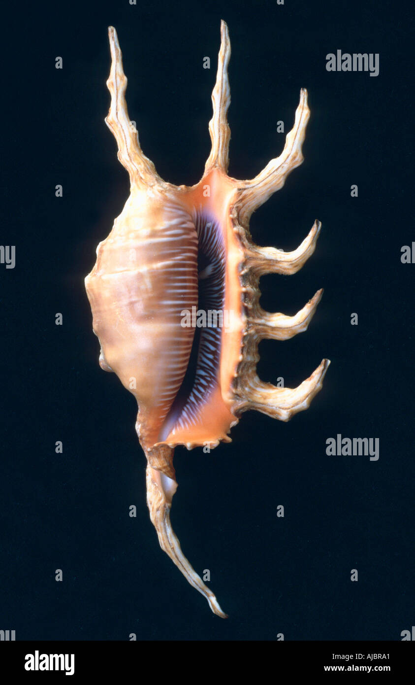 scorpion spider conch (Lambis scorpius), snail shell Stock Photo - Alamy
