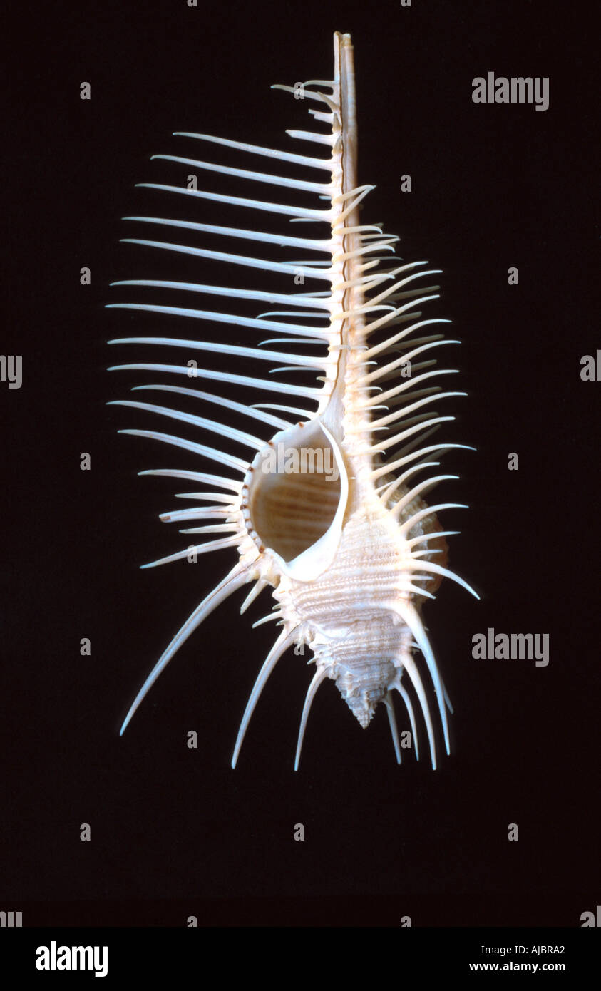 Venus comb murex (Murex triremis), snail shore Stock Photo - Alamy