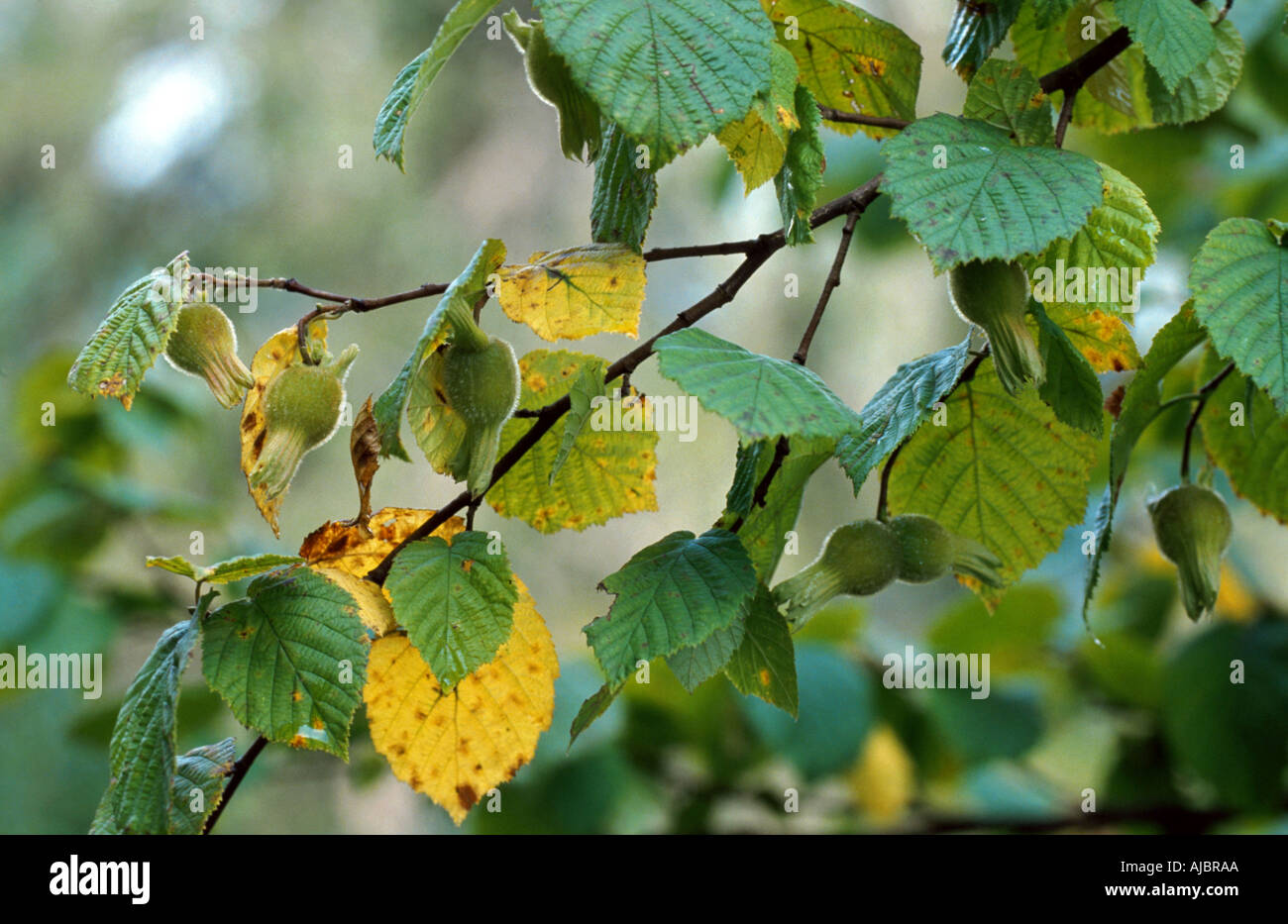 Corylus cornuta hi-res stock photography and images - Alamy