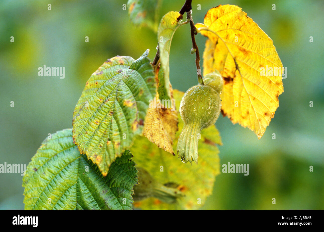 Corylus cornuta hi-res stock photography and images - Alamy