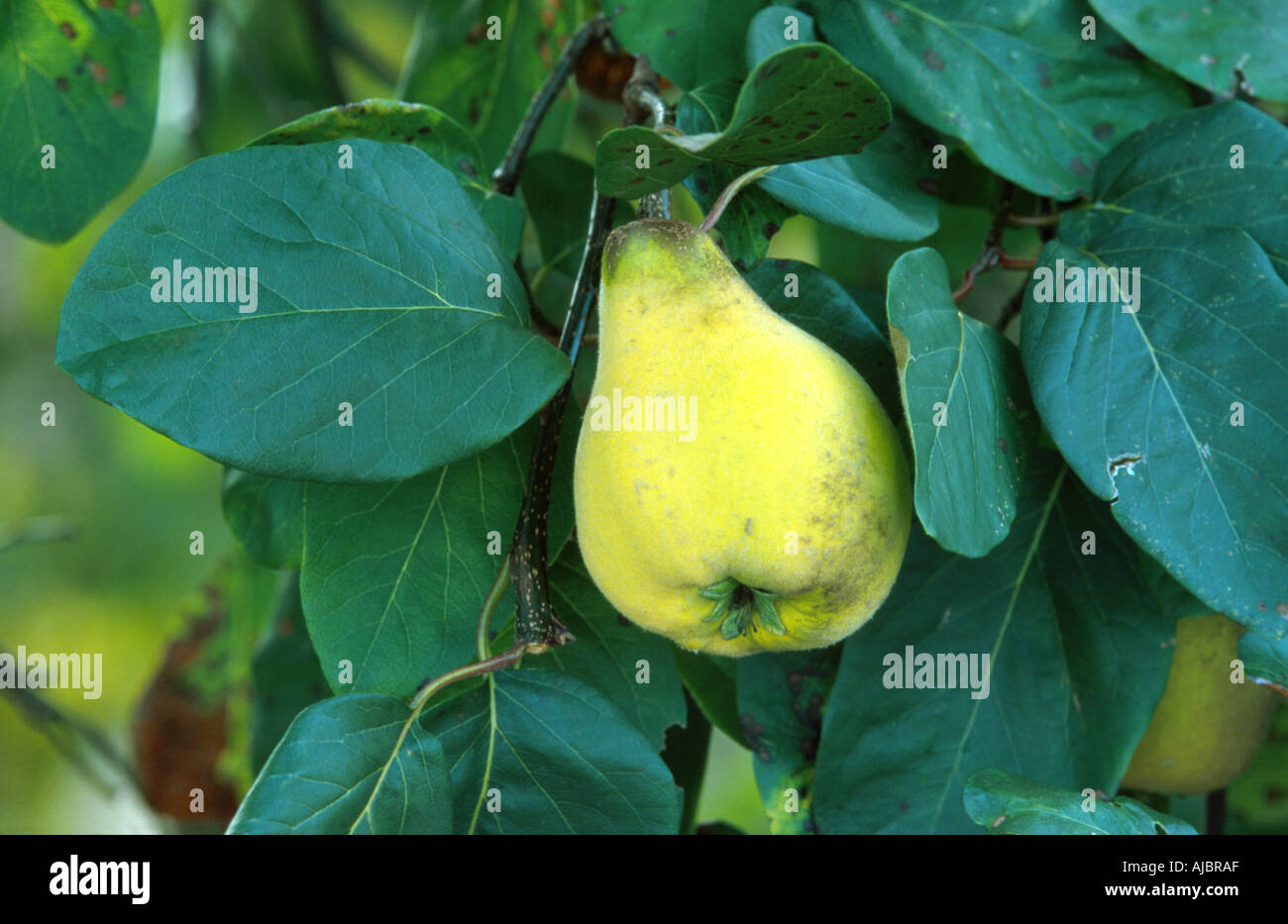 common quince (Cydonia oblonga), twig with fruit Stock Photo - Alamy