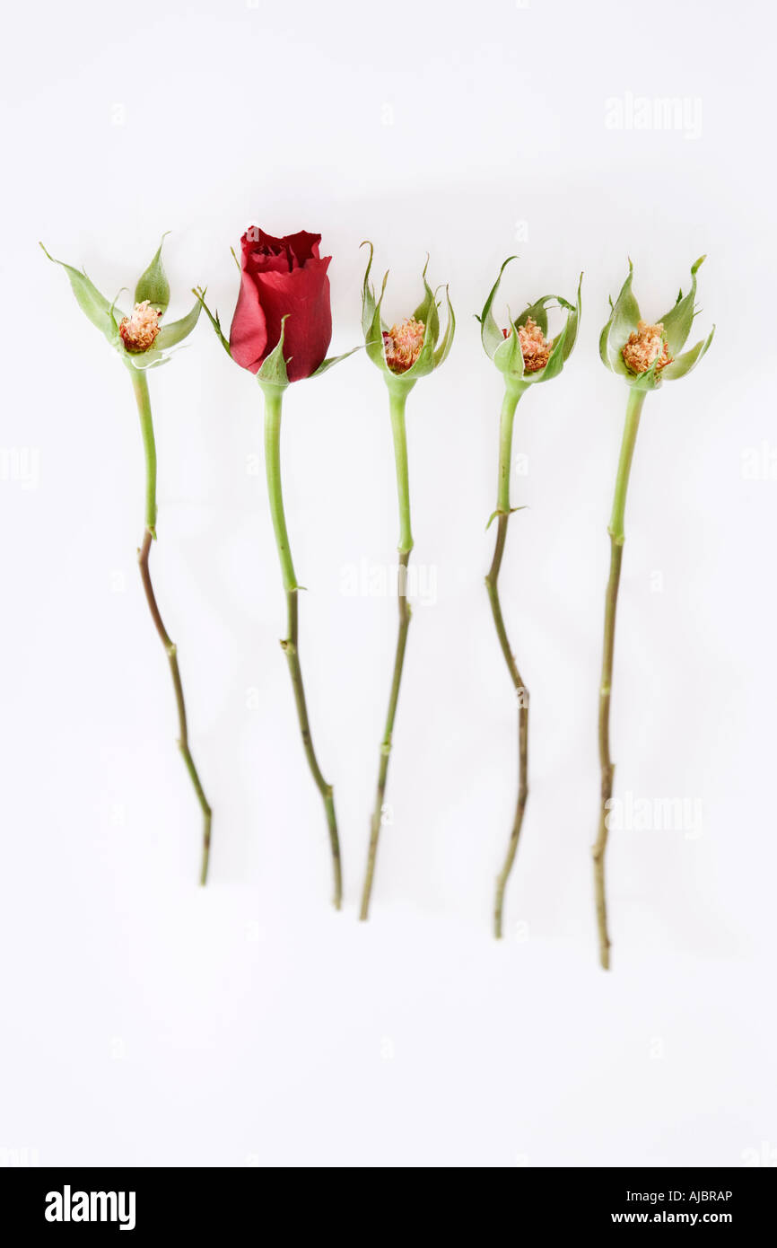 Dead heads roses hi-res stock photography and images - Alamy