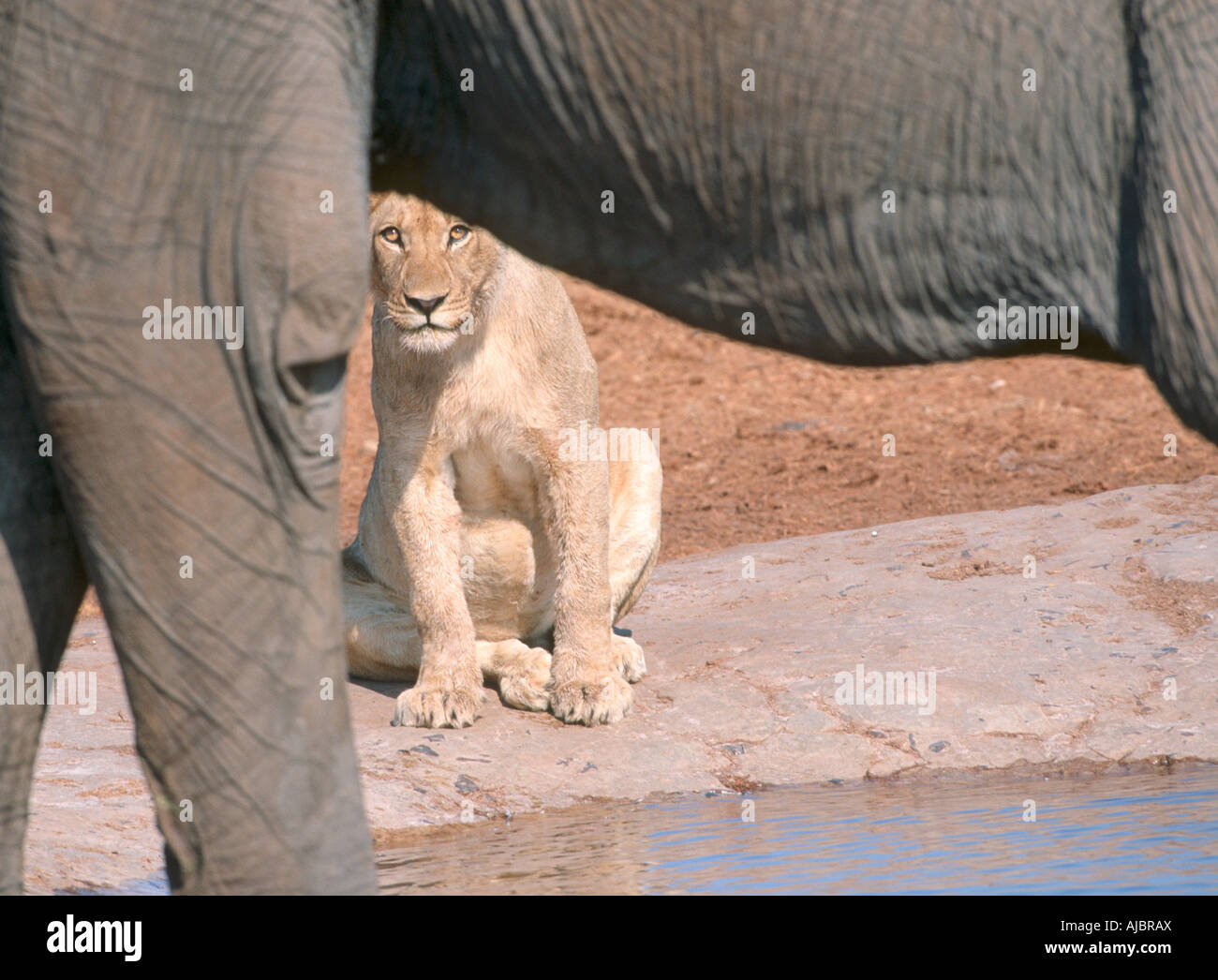 Tala africana hi-res stock photography and images - Alamy