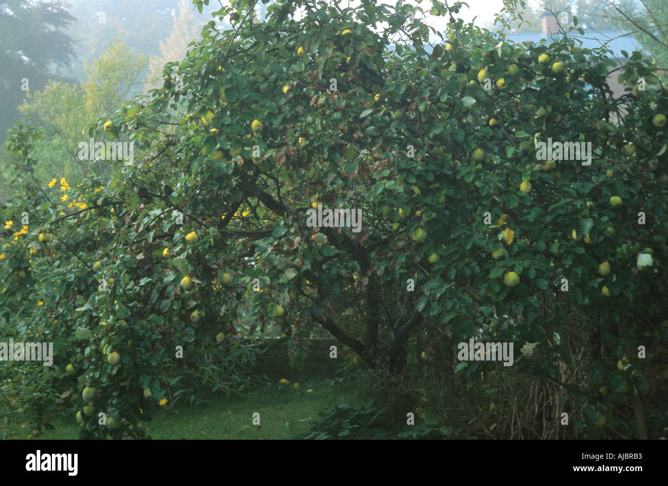 common quince (Cydonia oblonga), tree with fruits Stock Photo - Alamy