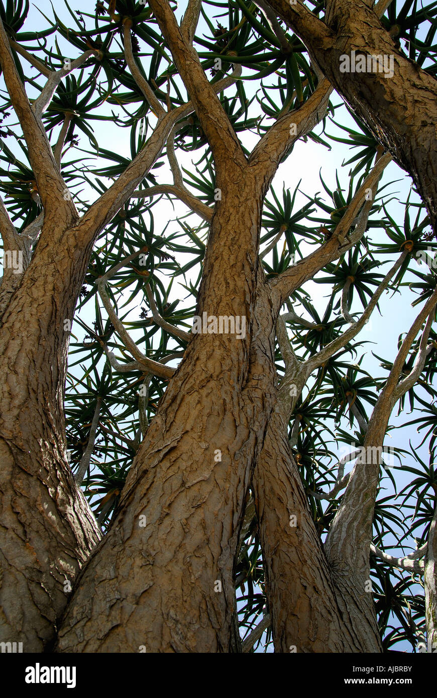 Quiver tree low angle hi-res stock photography and images - Alamy
