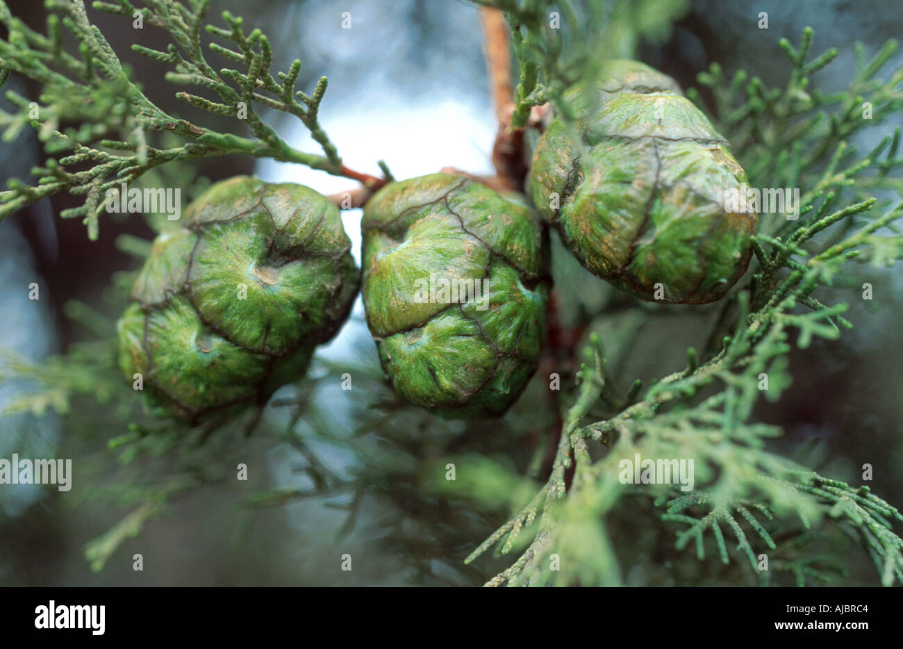 Italian cypress (Cupressus sempervirens), cones Stock Photo - Alamy