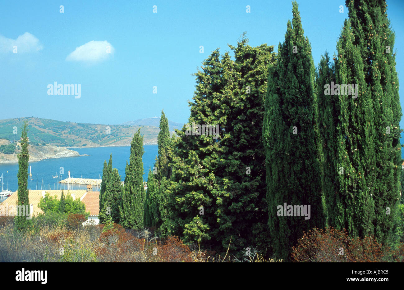 Italian cypress (Cupressus sempervirens), grove Stock Photo - Alamy