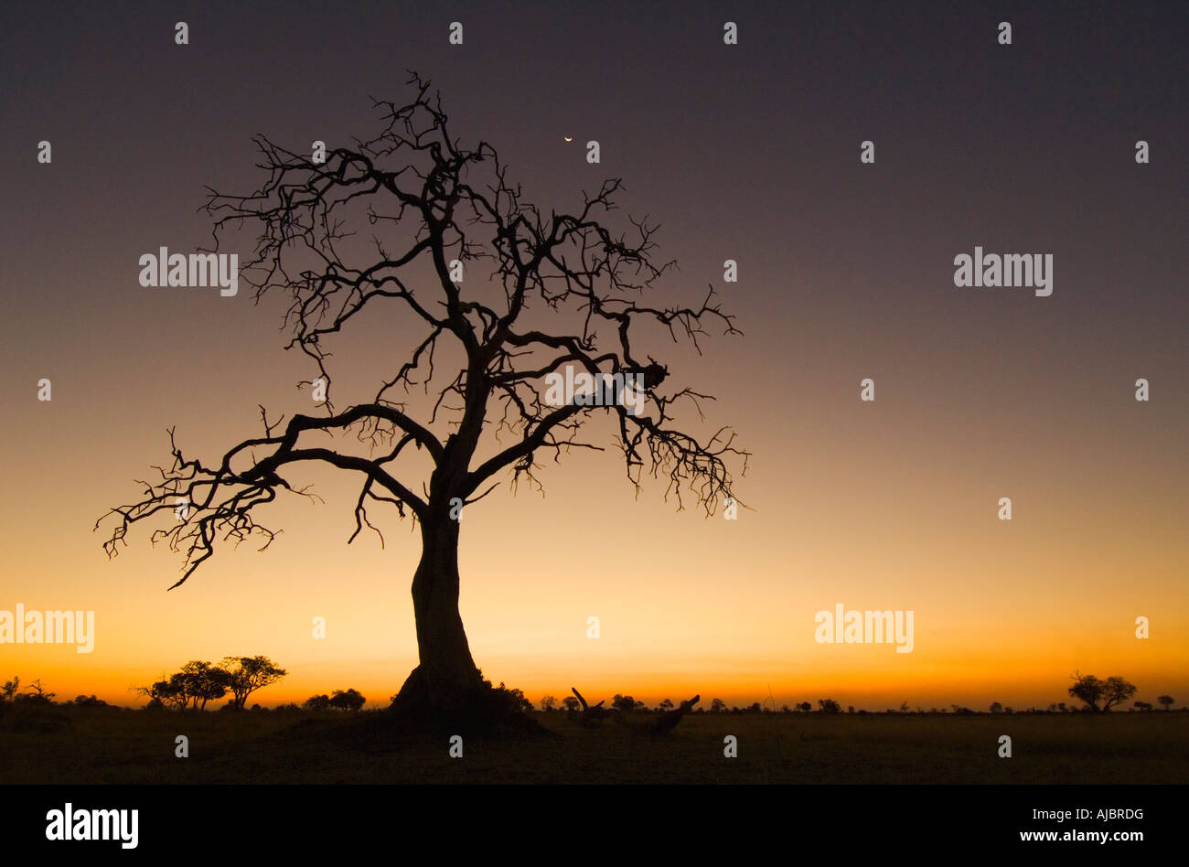 Silhouette of a Dead Tree Skeleton Against a Sunset Sky Stock Photo - Alamy