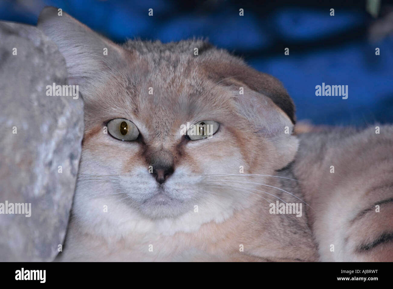 A portrait of a single Arabian Sand Cat (Felis margarita) looking ...