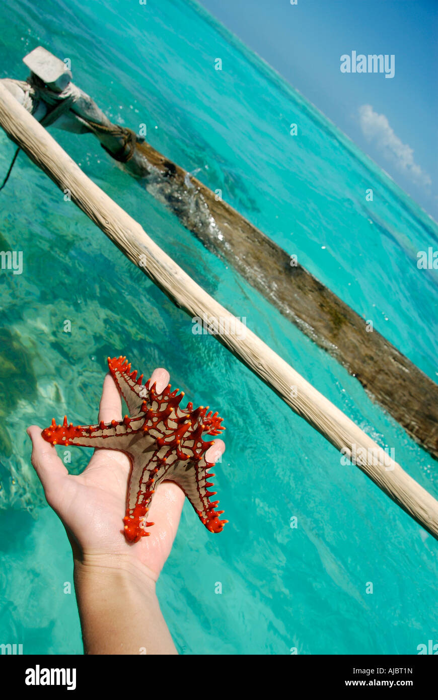 Real starfish hi-res stock photography and images - Alamy