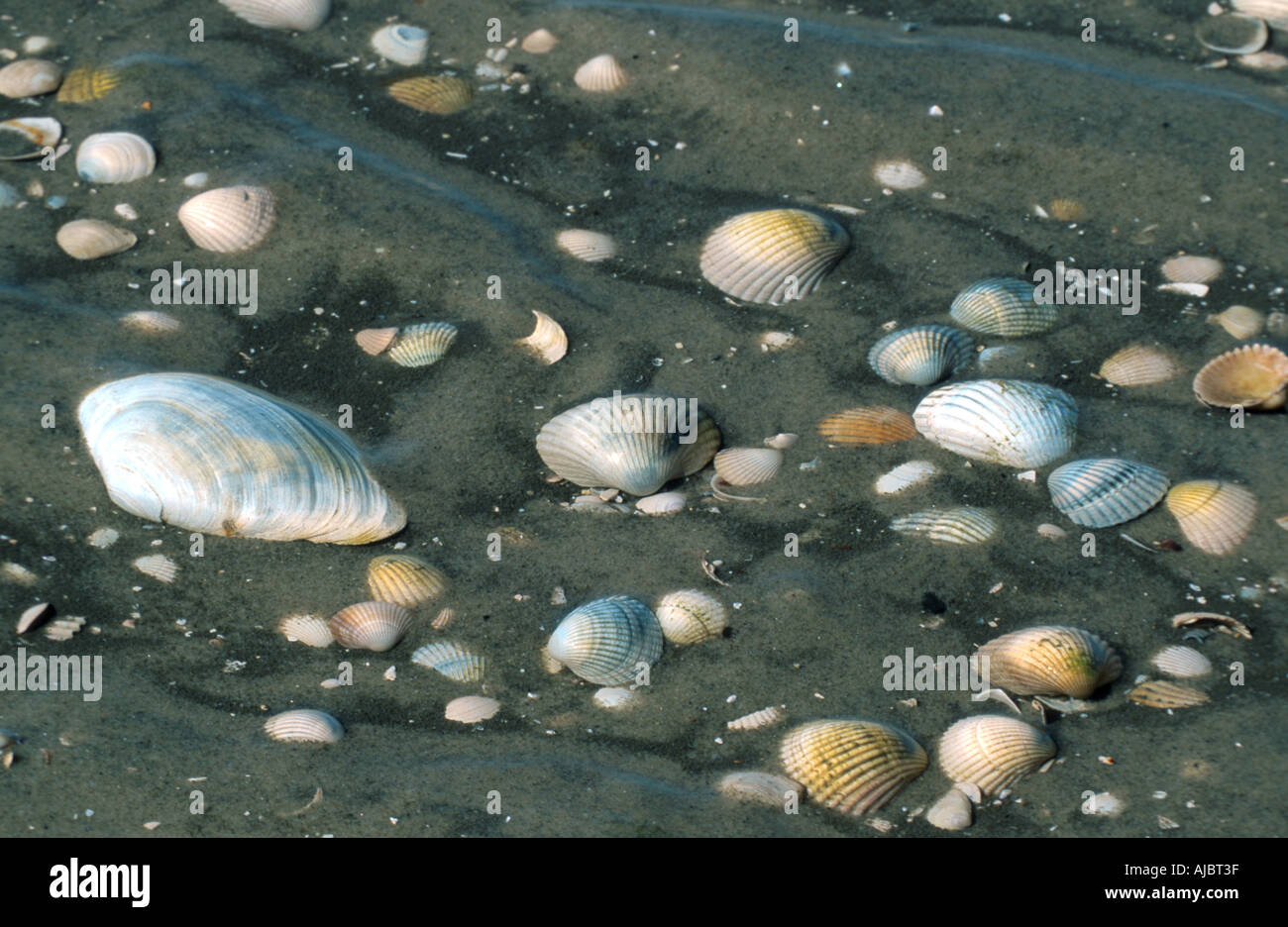 common cockle, common European cockle, edible cockle (Cerastoderma ...