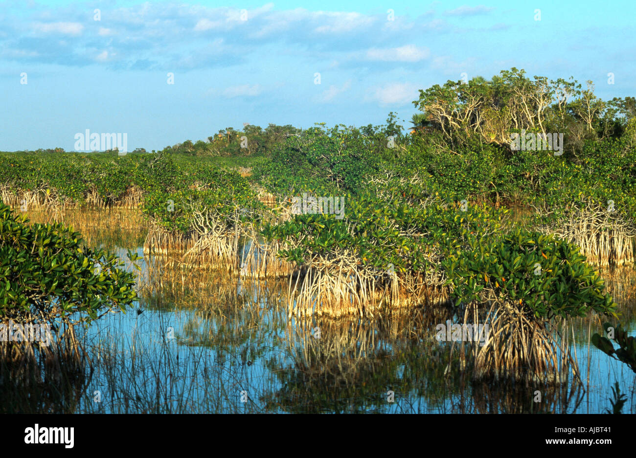 red mangrove (Rhizophora mangle), in water, USA, Florida Stock Photo ...