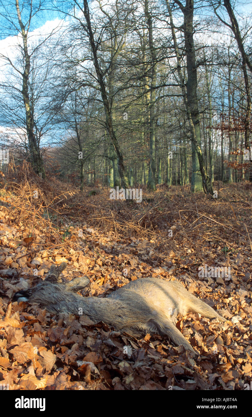 Dead buck hi-res stock photography and images - Alamy