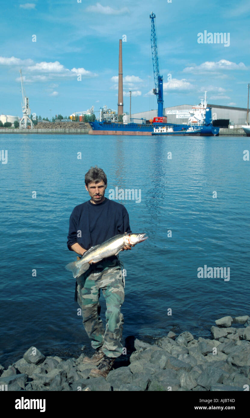 pike-perch, zander (Stizostedion lucioperca, Sander lucioperca), angler ...