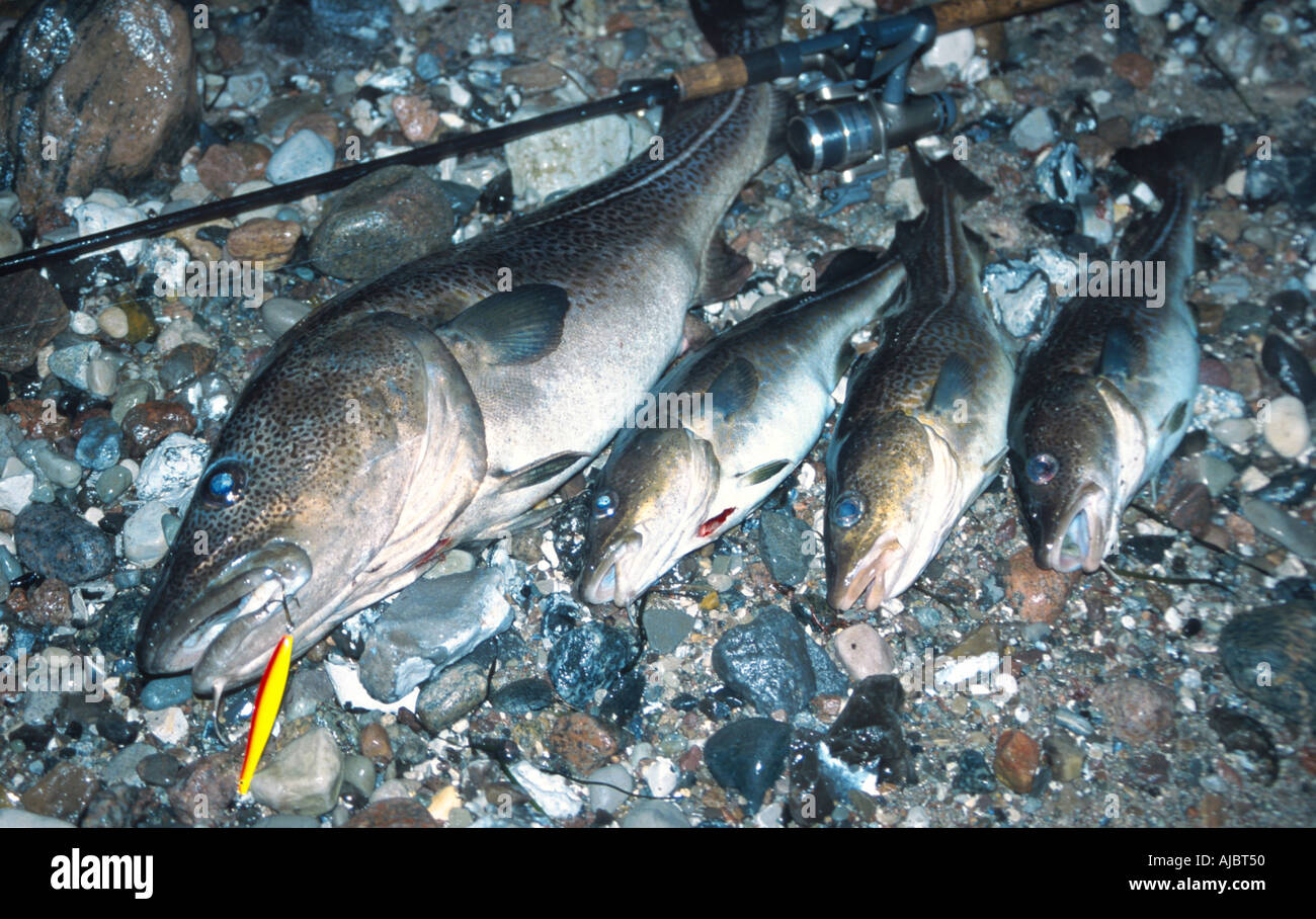 cod, Atlantic cod, codling (Gadus morhua), caught fishes on shore ...