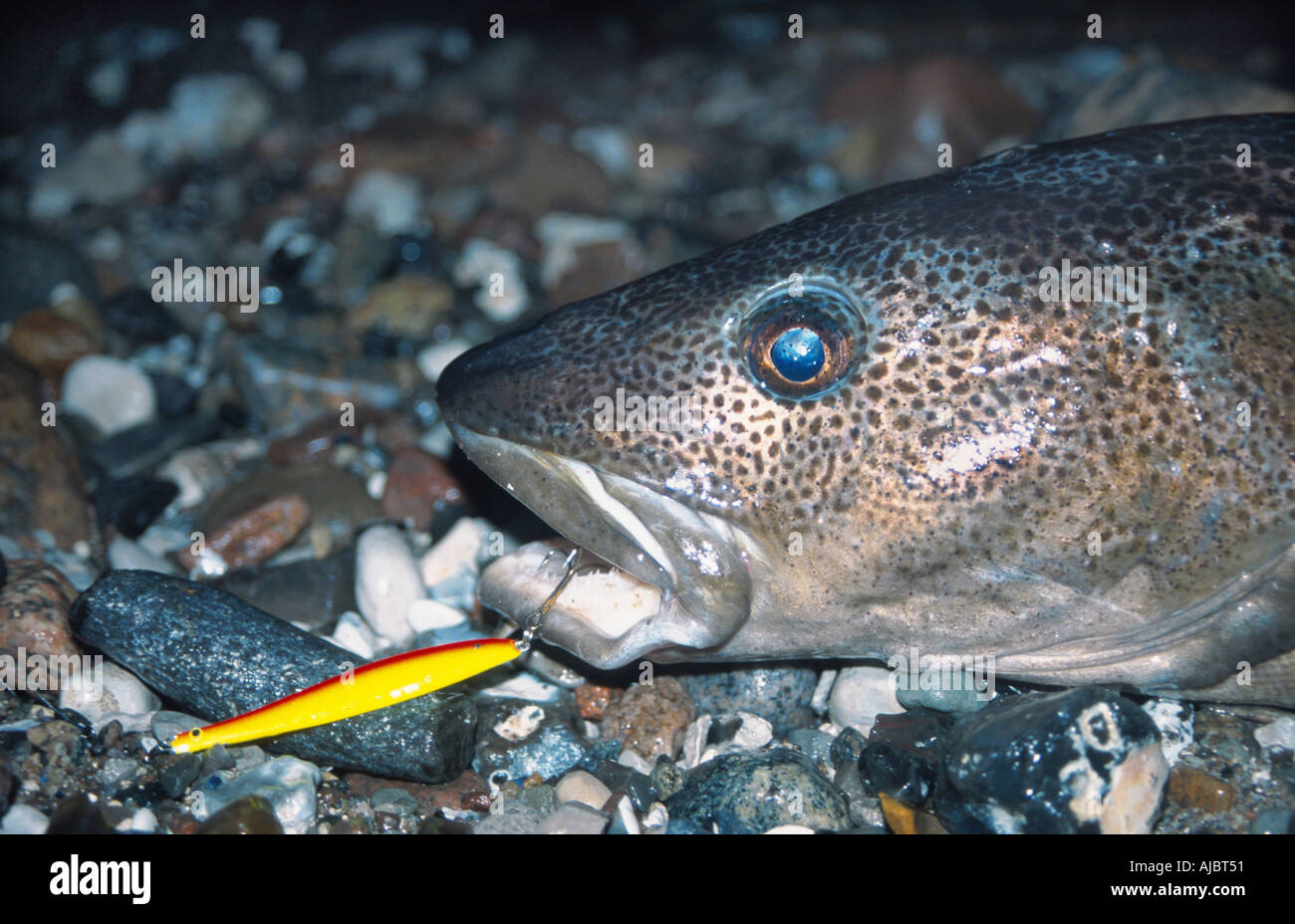 cod, Atlantic cod, codling (Gadus morhua), with fishhook, Germany ...
