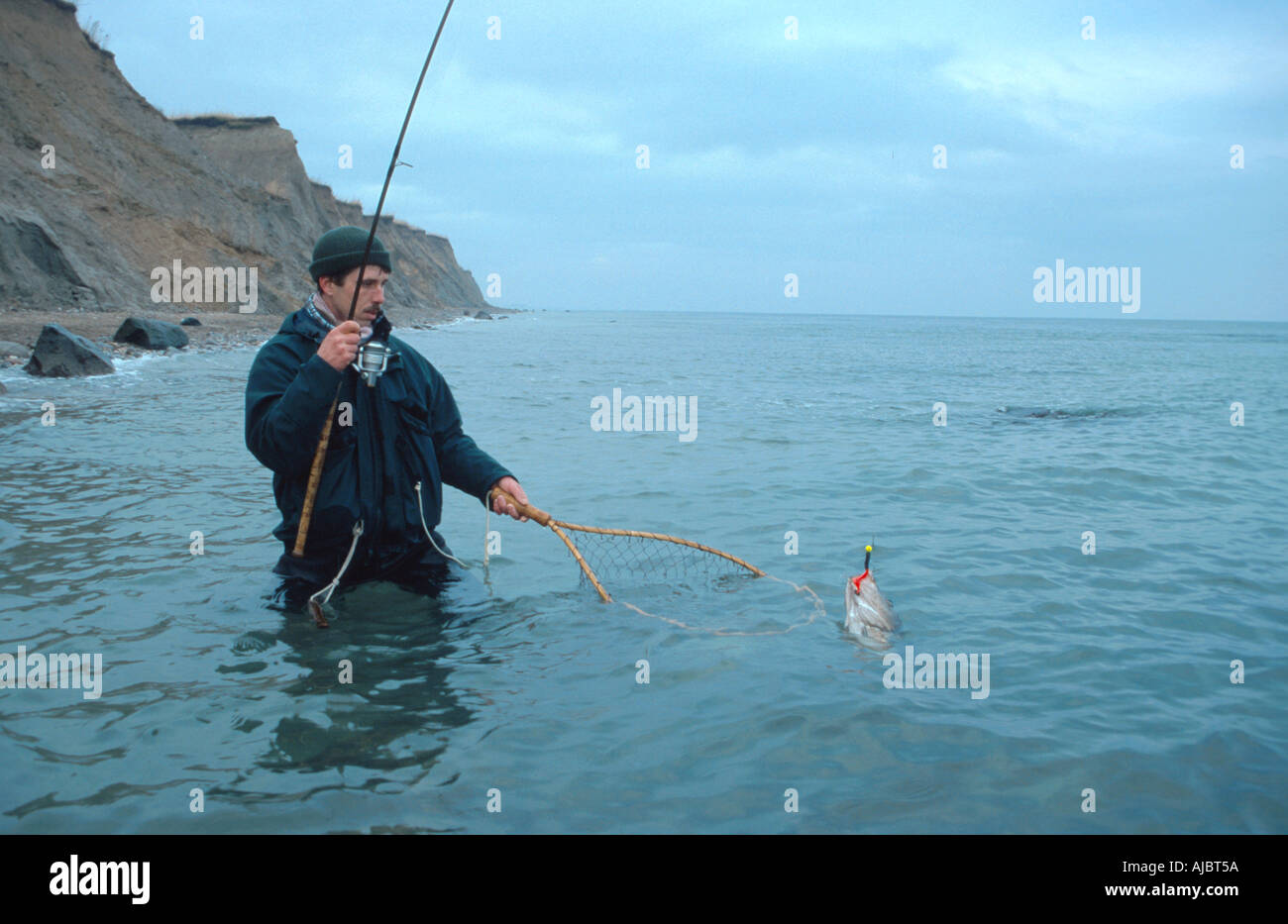 cod, Atlantic cod, codling (Gadus morhua), caught by angler, Germany ...