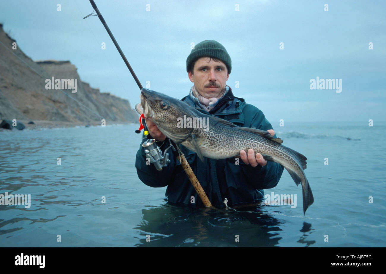 cod, Atlantic cod, codling (Gadus morhua), angler with caught fish ...