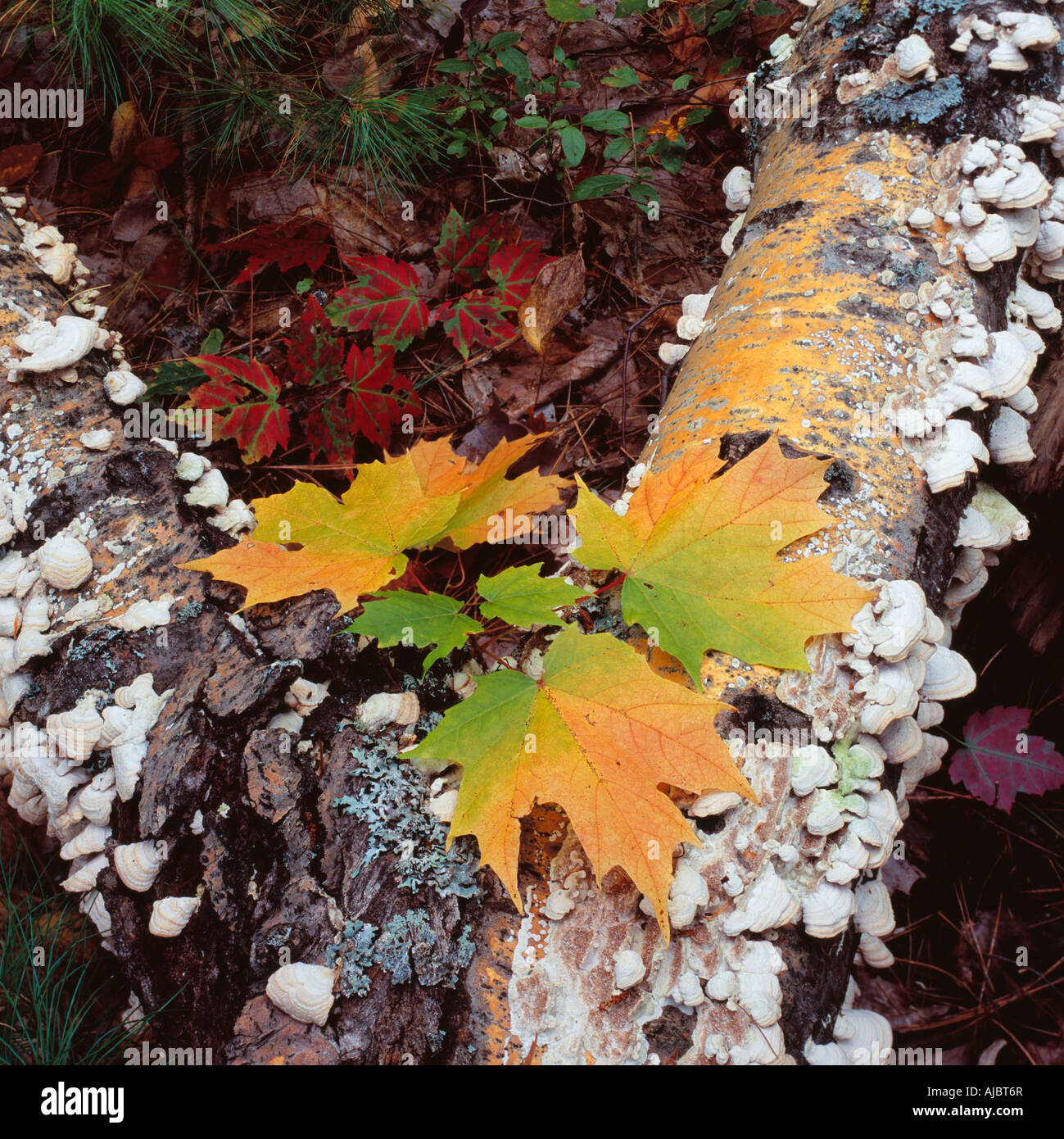 Autumn Leaves on a Mushroom Covered Tree Branch Stock Photo - Alamy