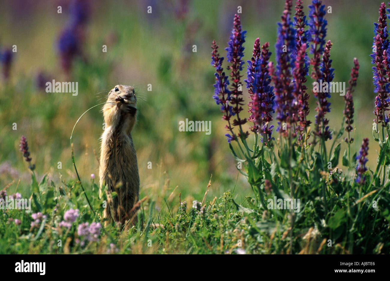 Suslik spermophilus citellus hi-res stock photography and images - Alamy