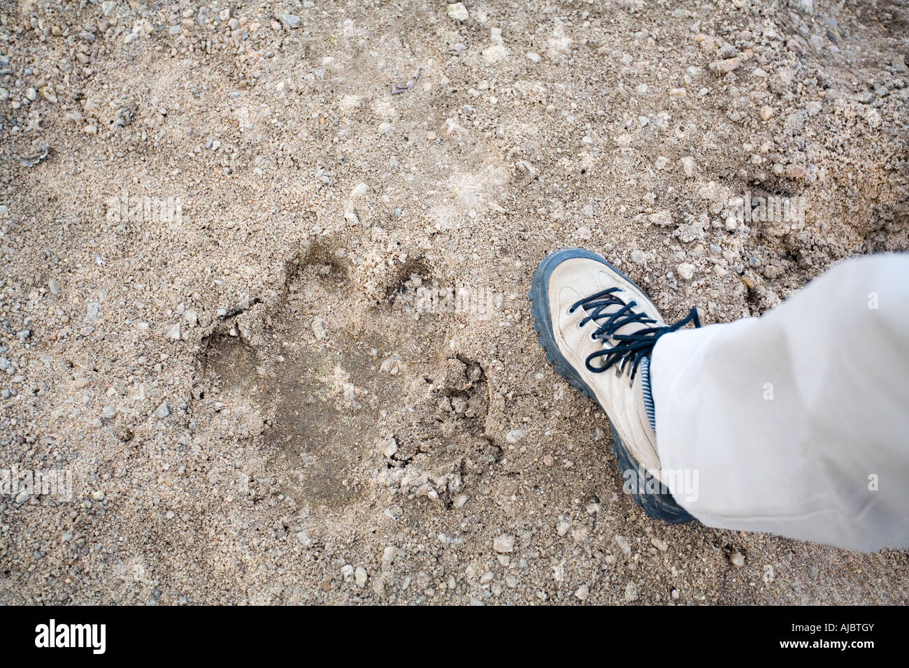 Hippopotamus tracks hi-res stock photography and images - Alamy