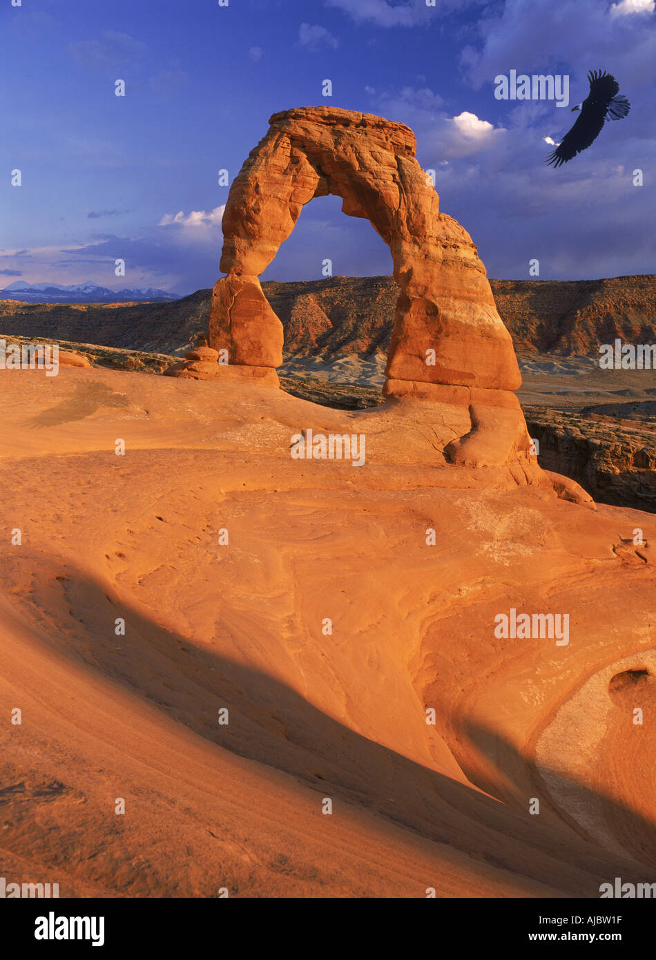Bald headed eagle flying above Delicate Arch in Arches National ...