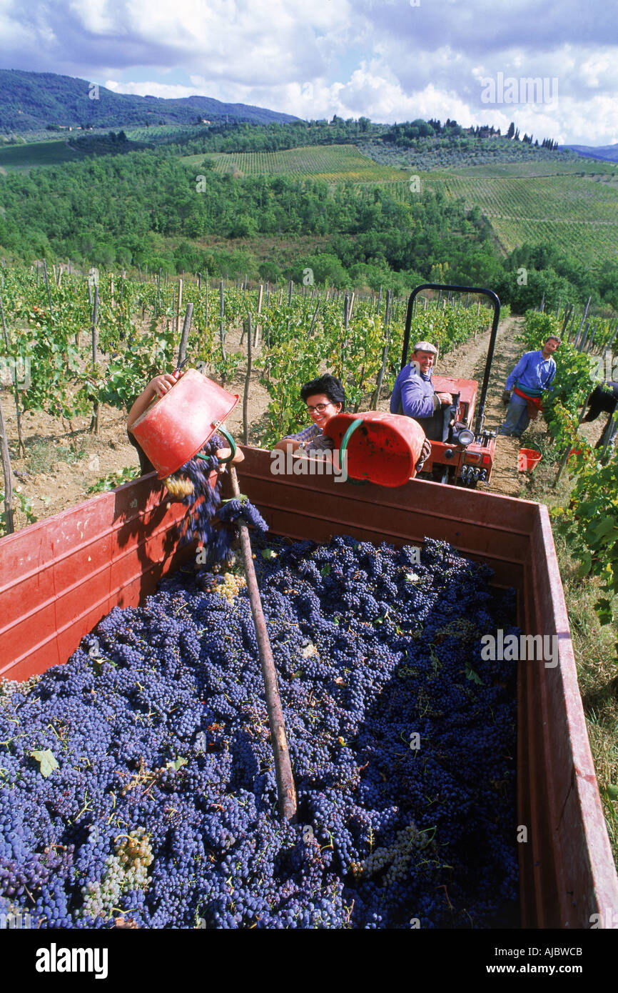 Harvesting the San Giovese grapes in Chianti regions of Tuscany, Italy ...