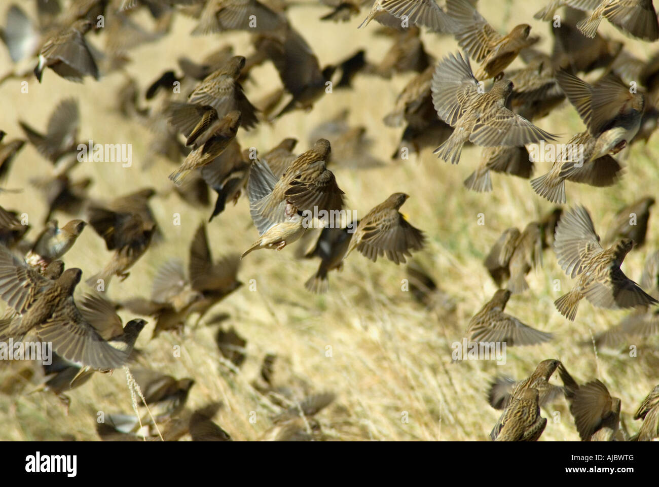 Red-billed Quelea (Quelea quelea) Flock in Flight Stock Photo - Alamy