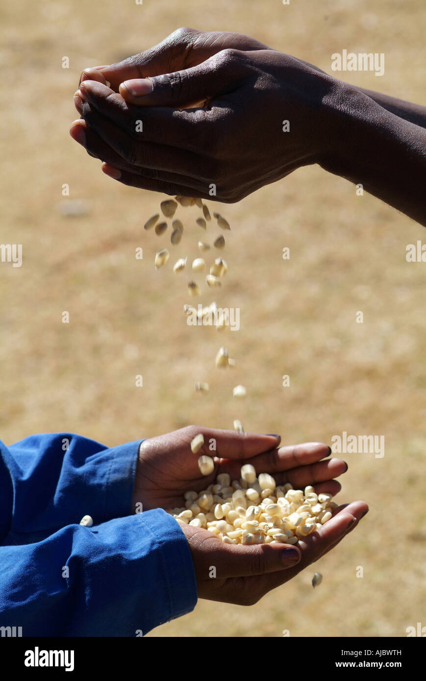 View of Man Dropping White Corn into Woman's Hands Stock Photo - Alamy