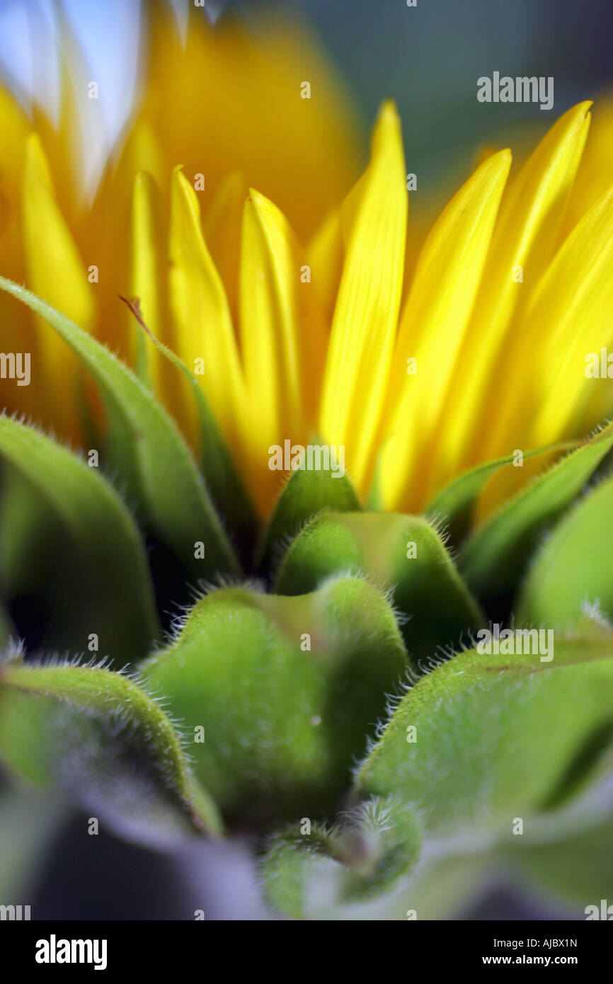 Side View of a Sunflower Stock Photo - Alamy