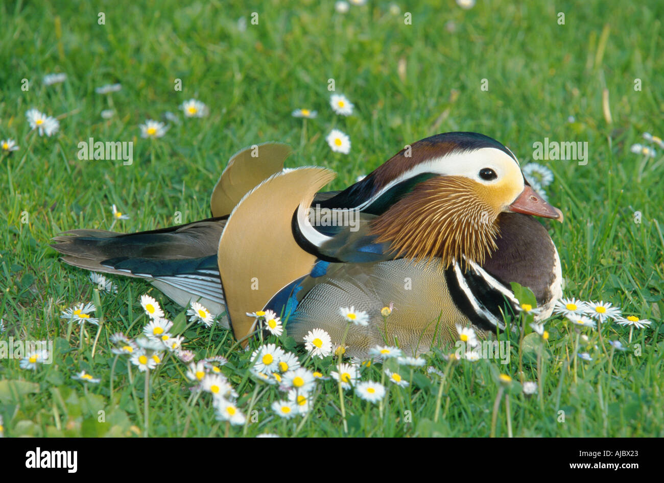 mandarin duck (Aix galericulata), drake lying on flower meadow Stock ...