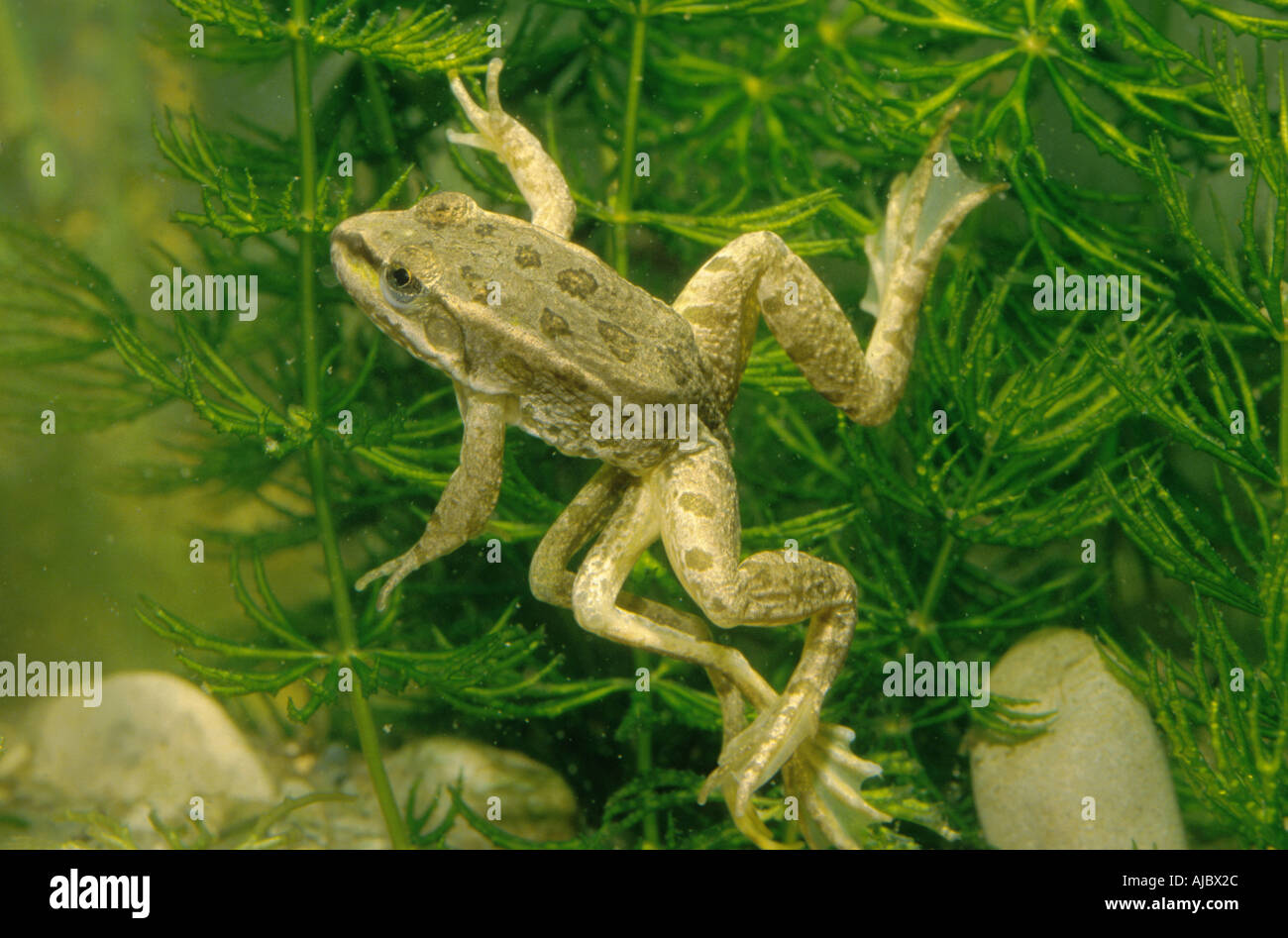 European edible frog (Rana esculenta), mutation with four legs ...